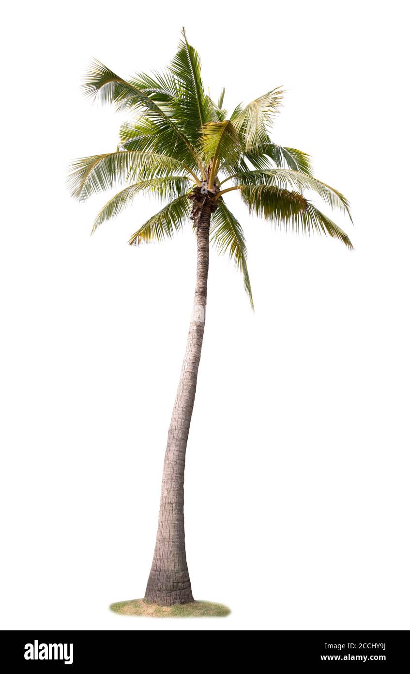 Coconut tree isolated on white background Stock Photo - Alamy