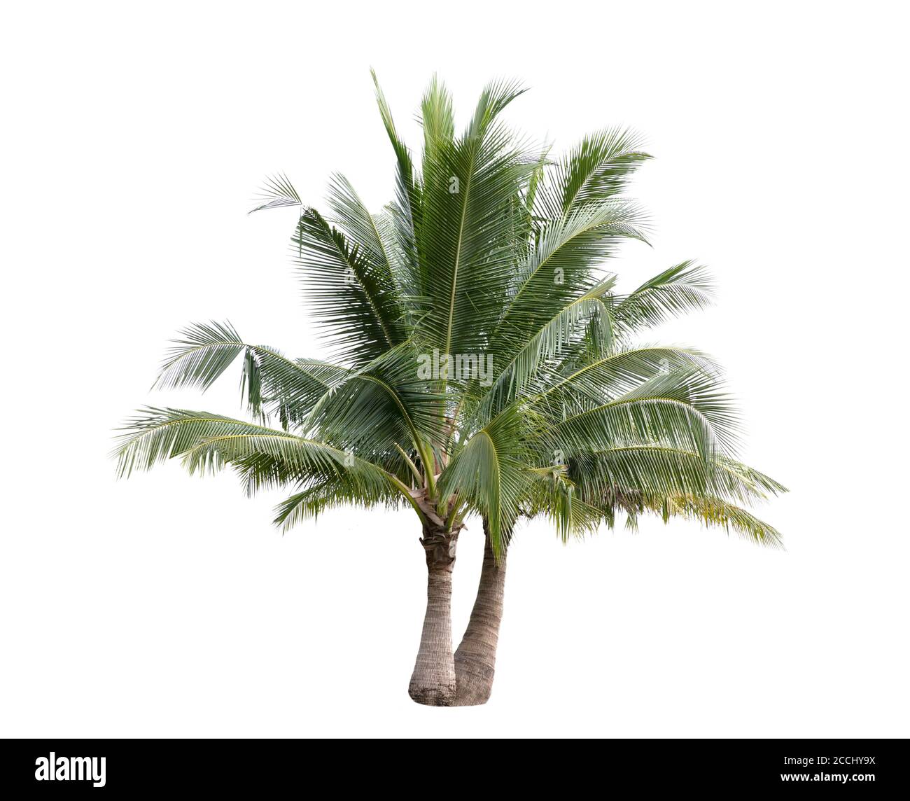 Coconut tree isolated on white background Stock Photo - Alamy