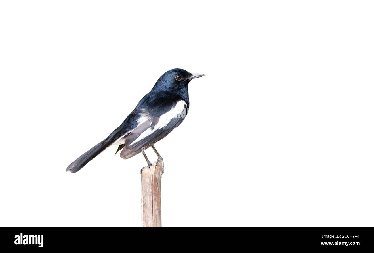 Common magpie isolated on white background Stock Photo - Alamy
