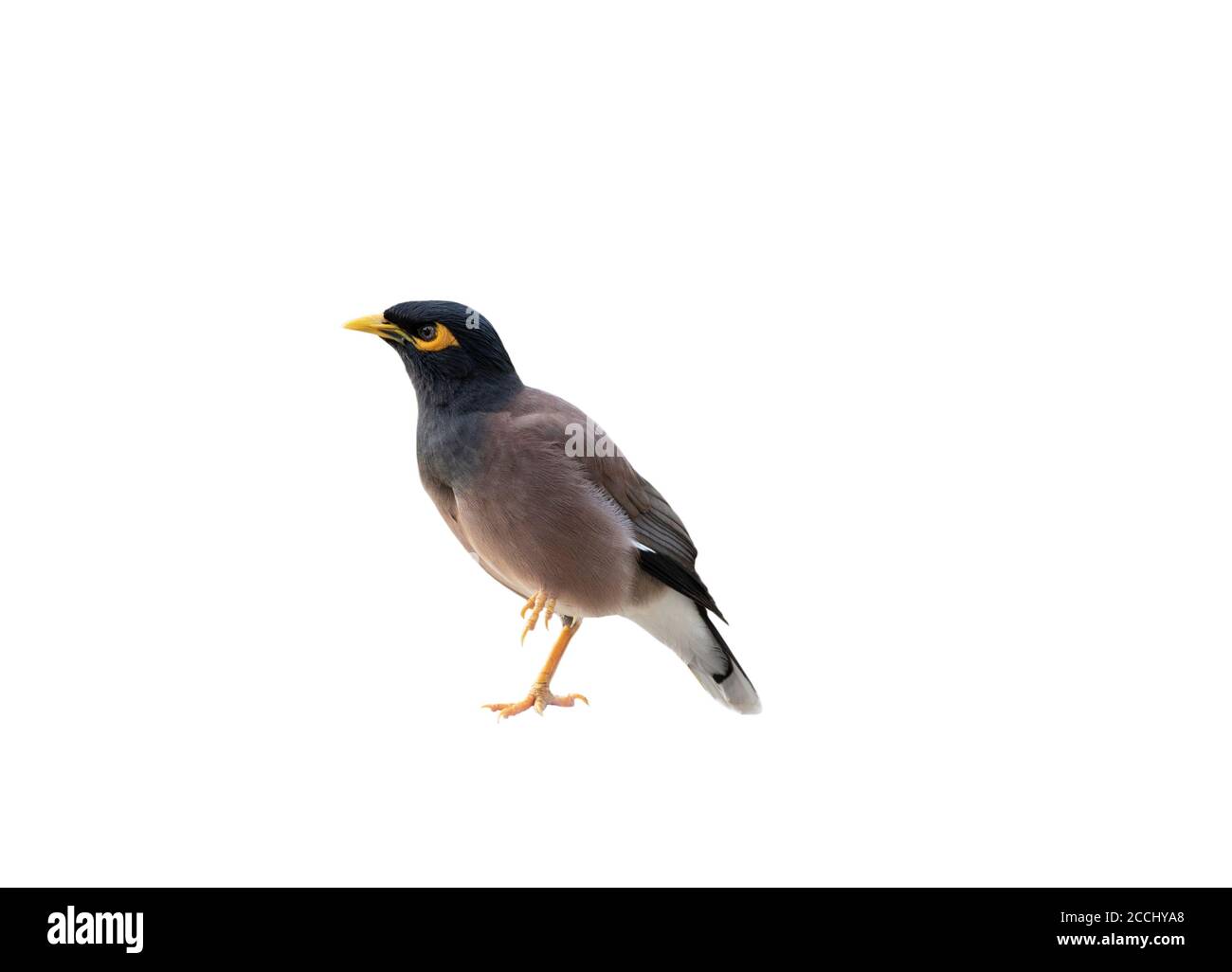 Myna head Cut Out Stock Images & Pictures - Alamy