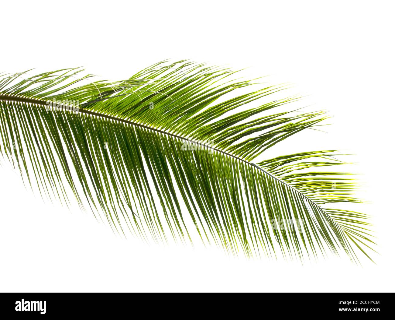 Coconut leaf isolated on white background Stock Photo - Alamy
