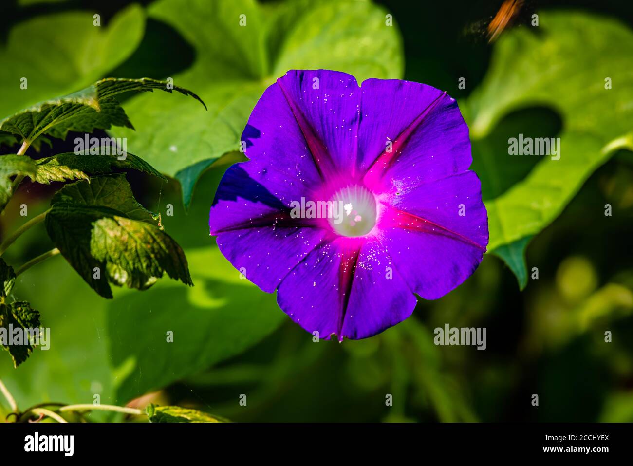 Morning glory flower in the garden Stock Photo - Alamy