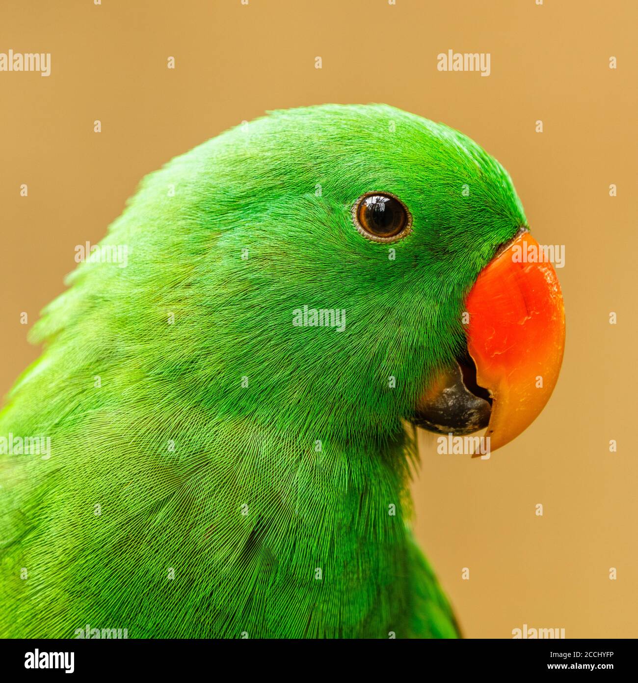 Indonesian male portrait face hi-res stock photography and images - Alamy