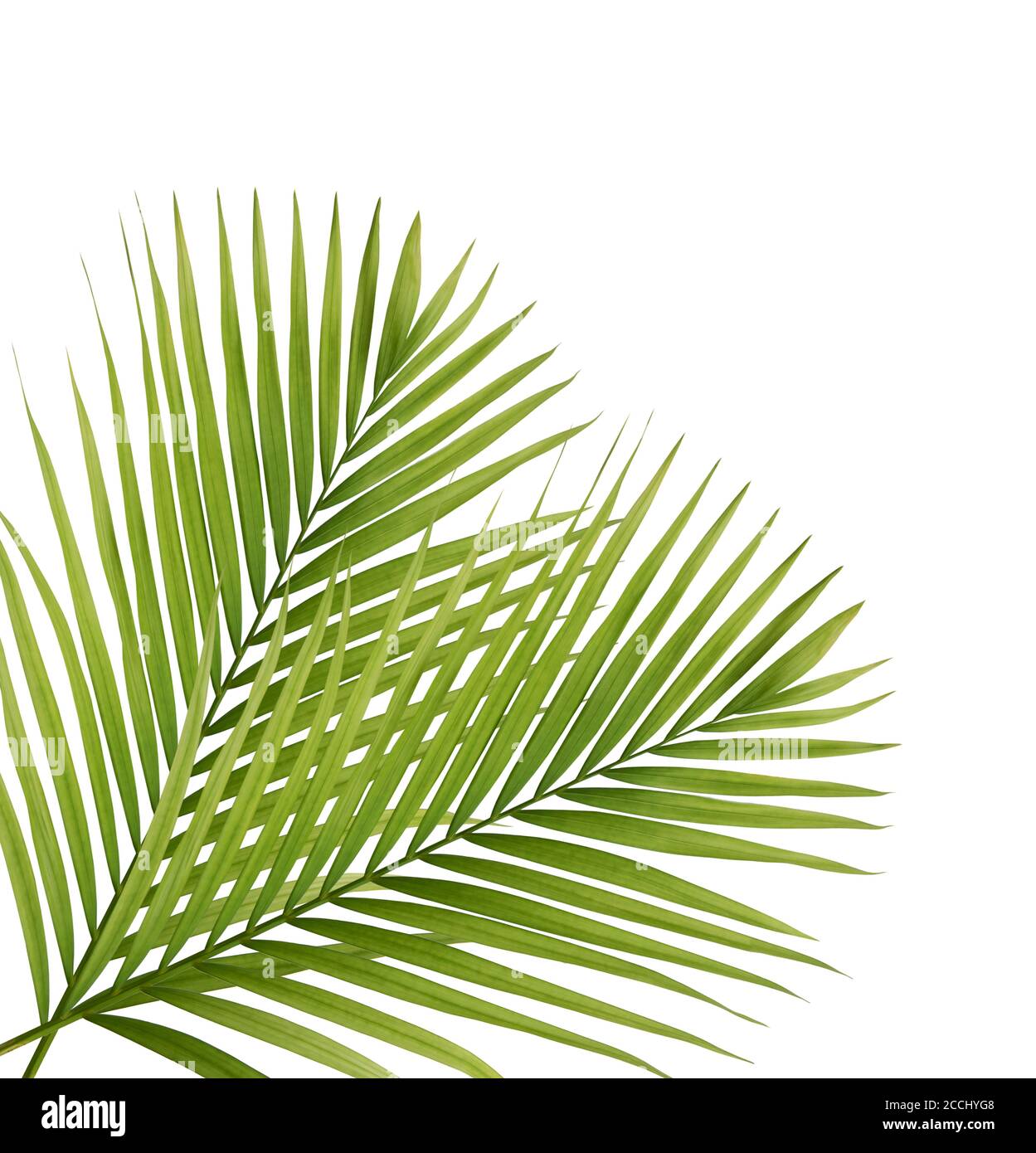 Palm leaves frame isolated on white background Stock Photo - Alamy