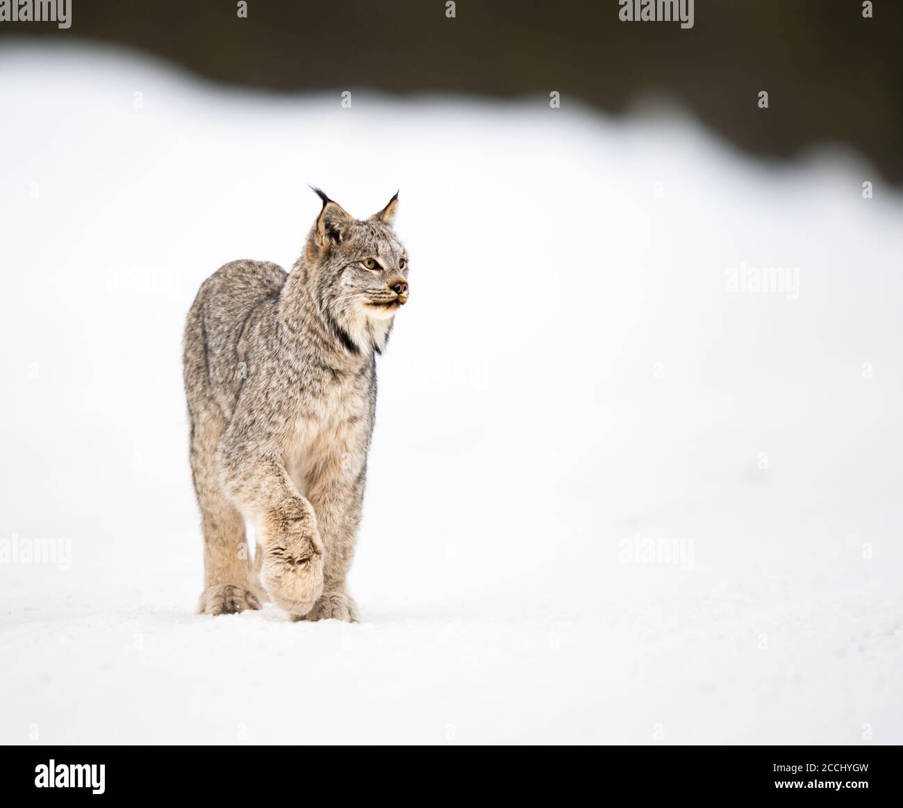 Canadian lynx in the wild Stock Photo - Alamy