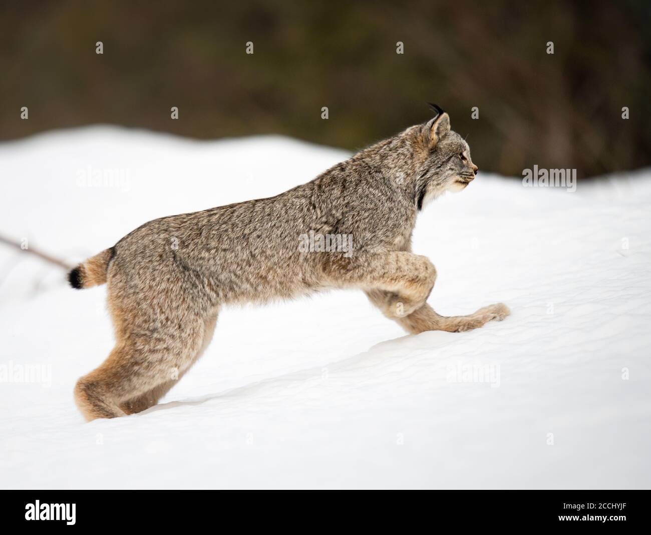 Canadian lynx in the wild Stock Photo - Alamy