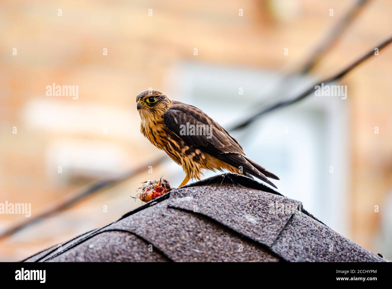 Predatory bird eating prey hi-res stock photography and images - Alamy