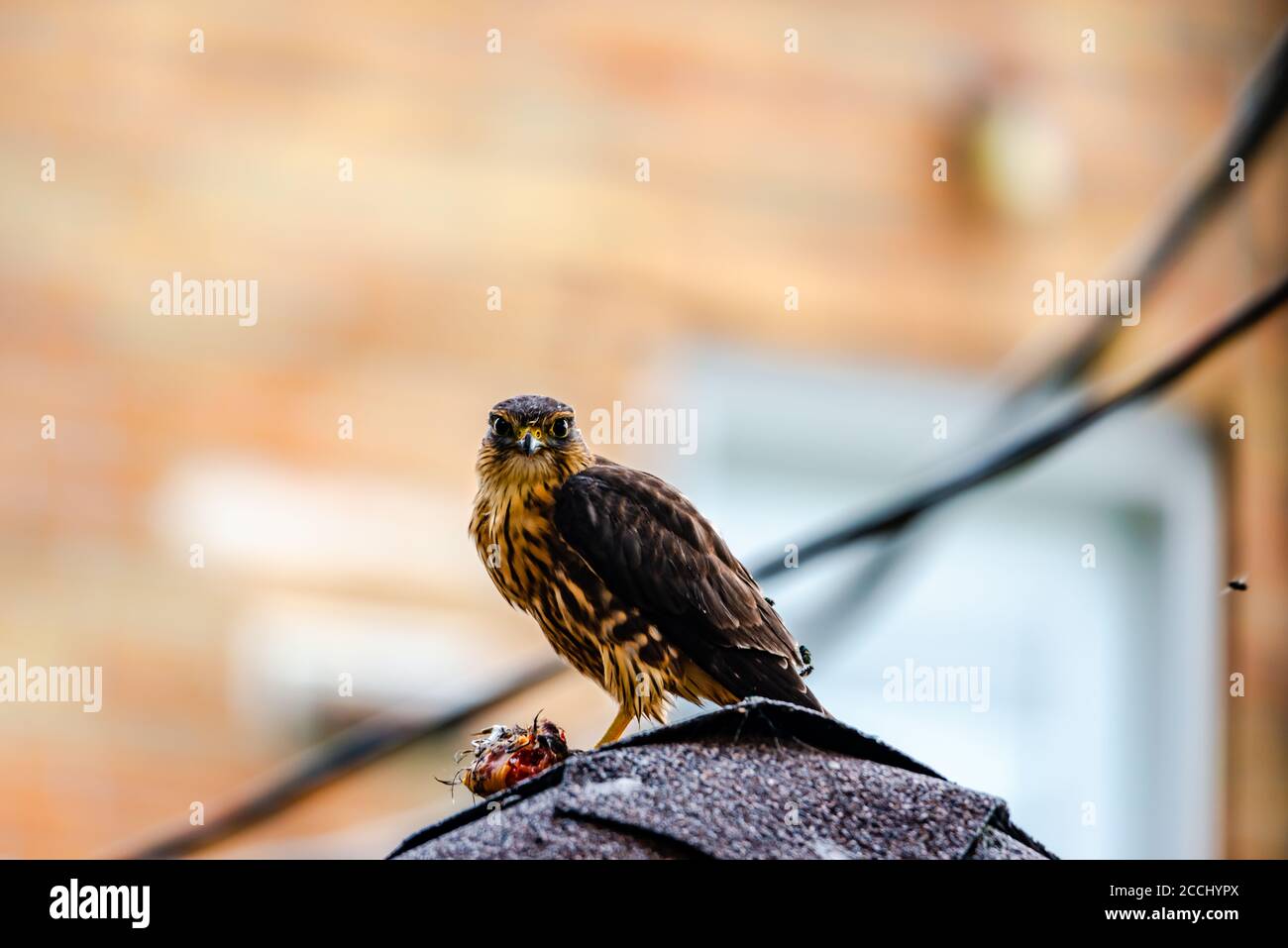 Predatory bird eating prey hi-res stock photography and images - Alamy
