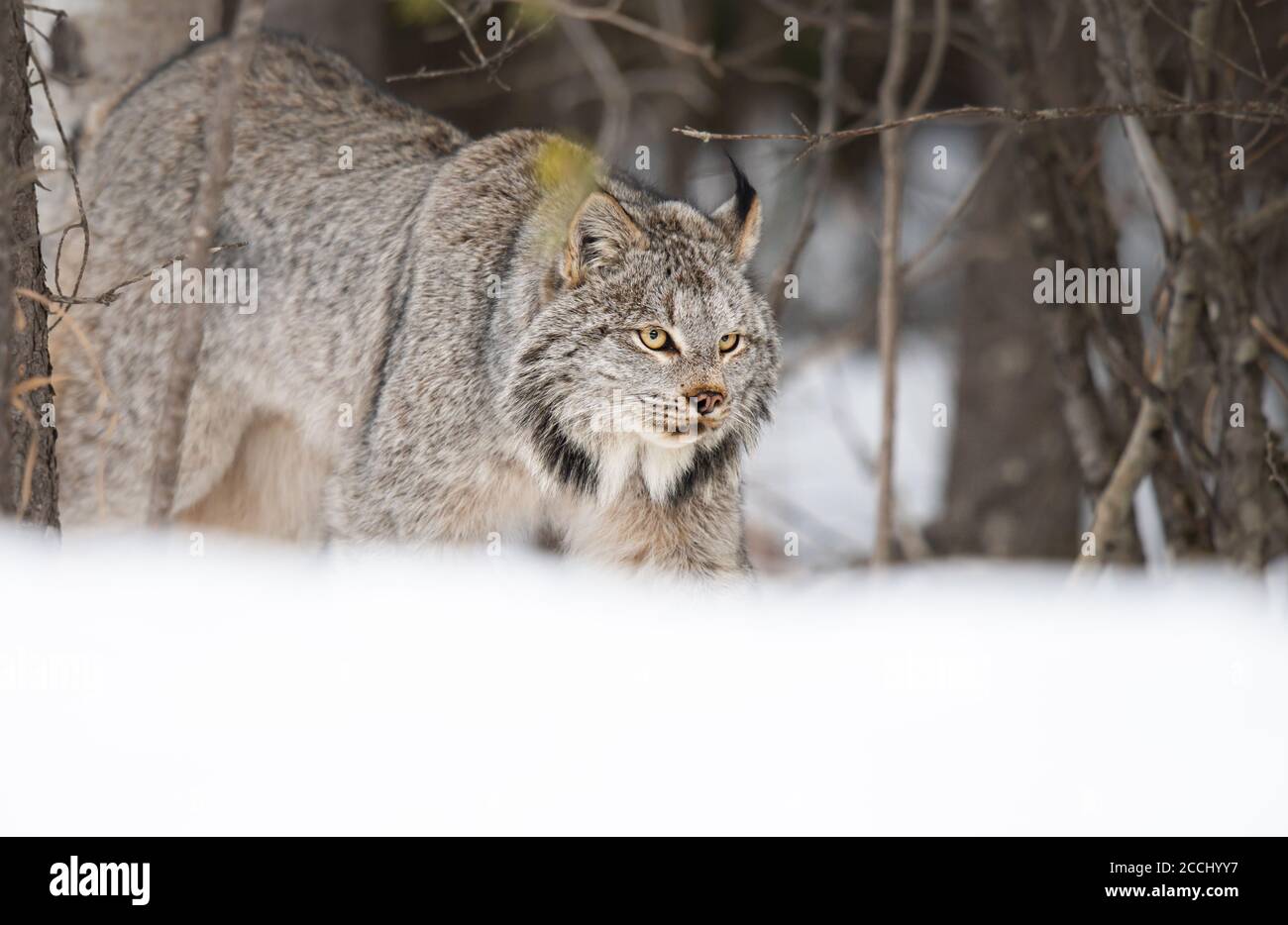 Canadian lynx in the wild Stock Photo - Alamy
