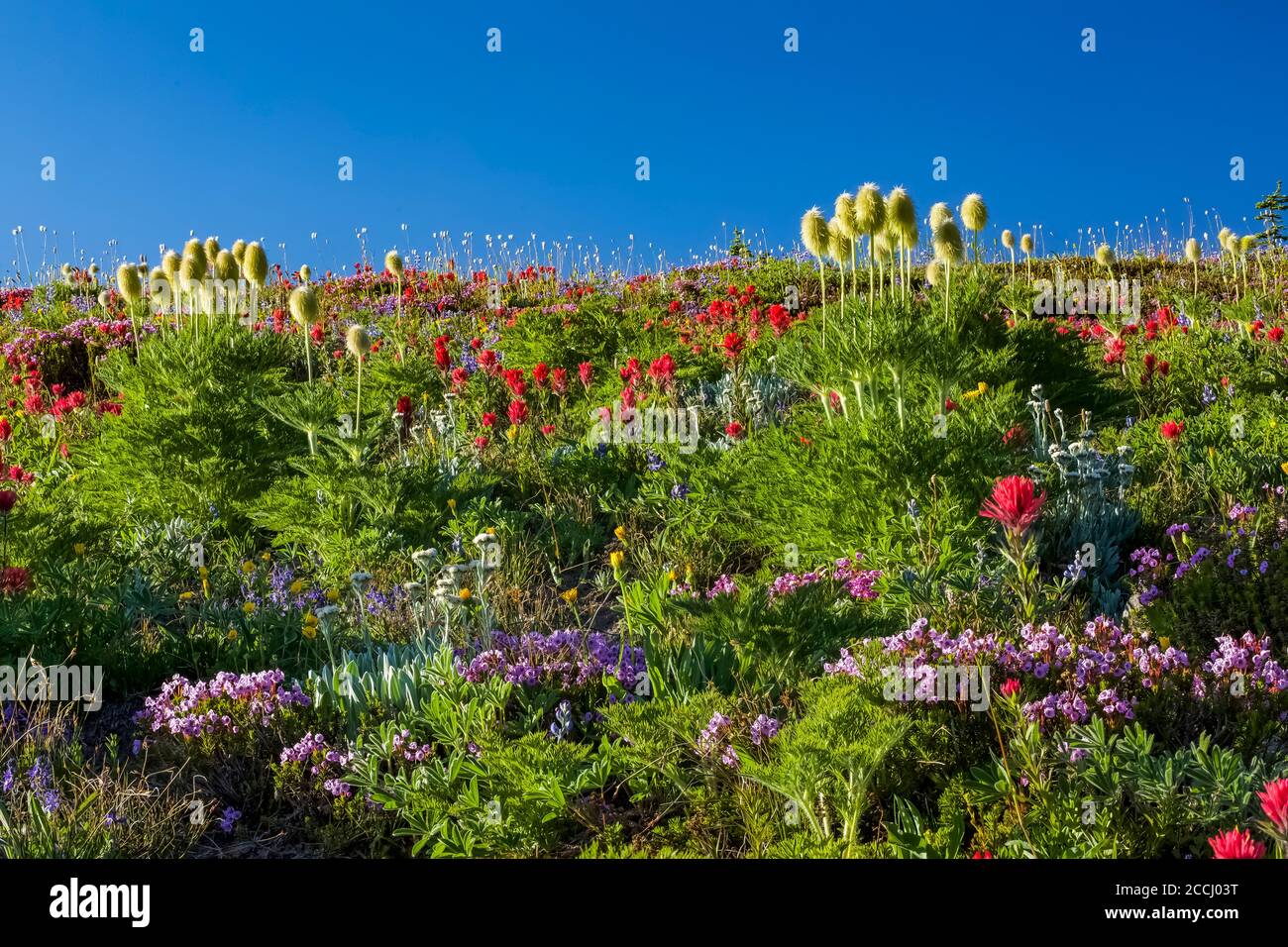 Subalpine wildflower meadow along the Snowgrass Trail in the Goat Rocks ...