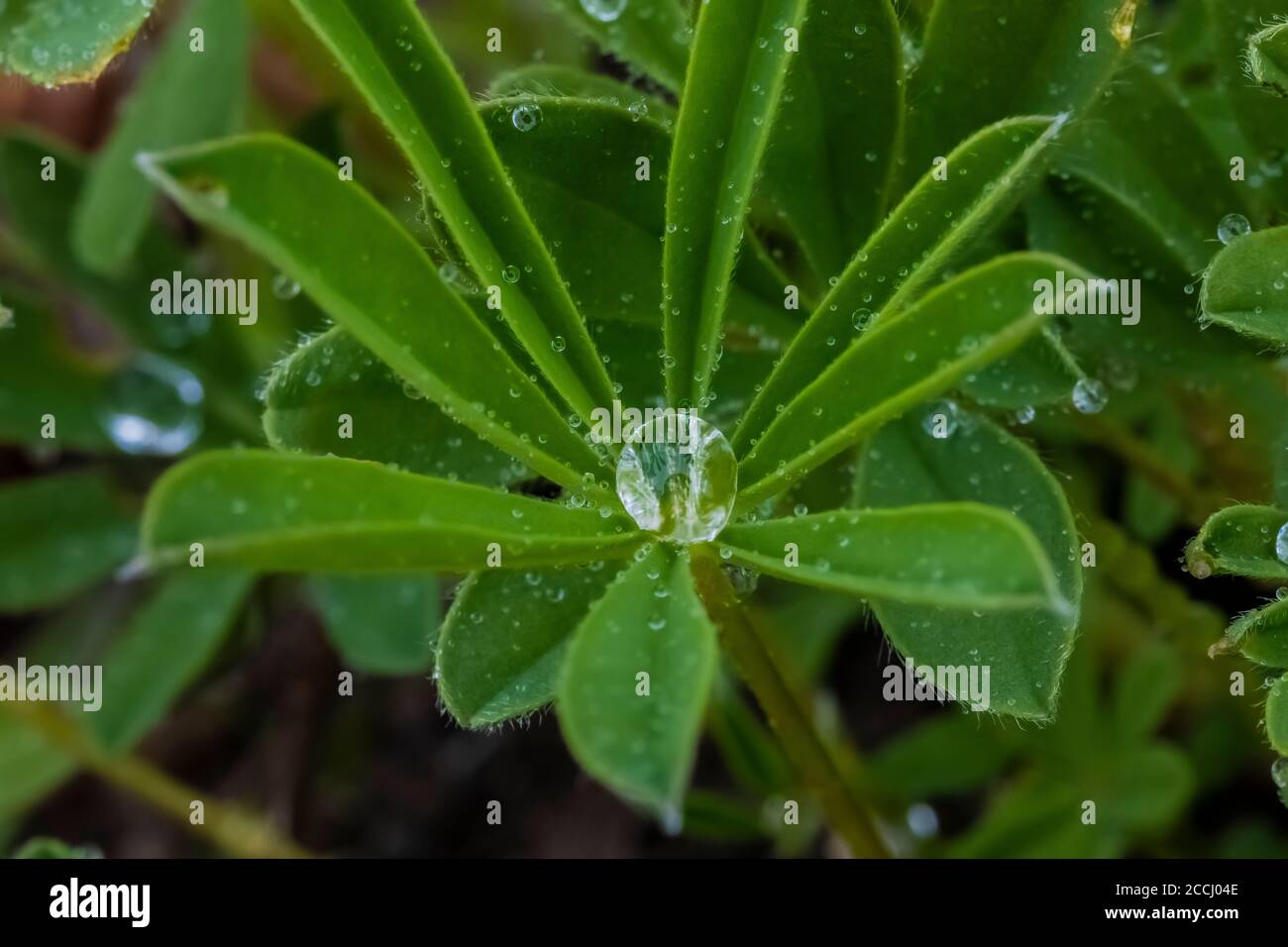 Broadleaf Lupine, Lupinus latifolia, with water drops during rain along ...