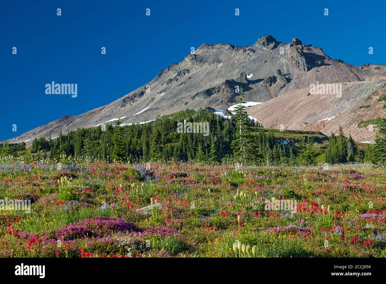 Subalpine wildflower meadow along the Pacific Crest Trail with Ives ...