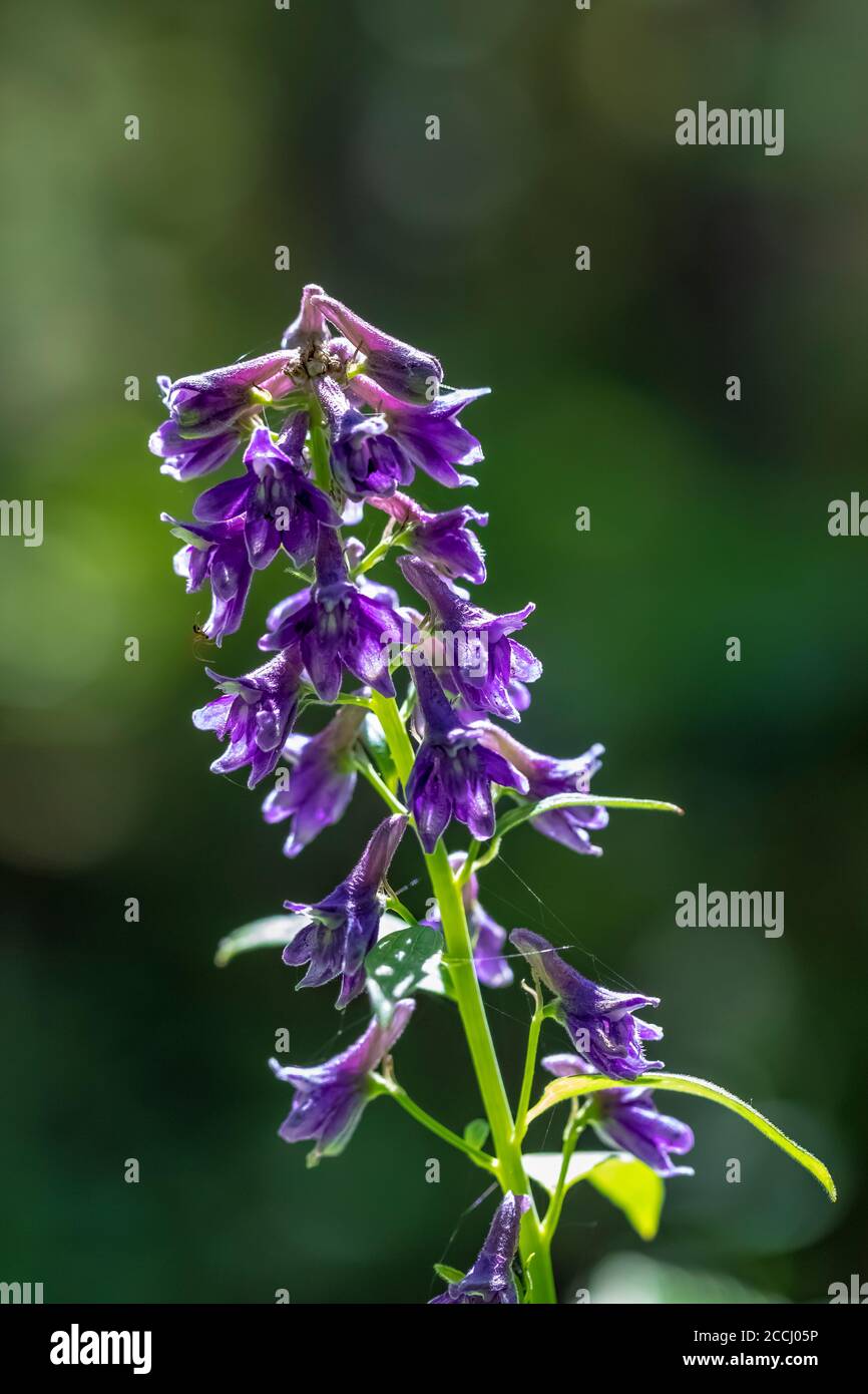 Pale Larkspur, Delphinium glaucum, along the Snowgrass Trail in the ...