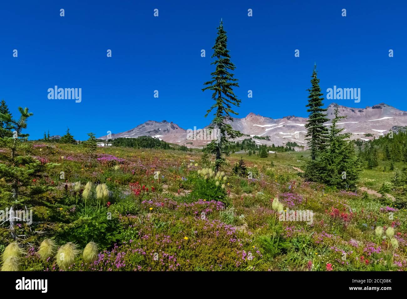 Subalpine wildflower meadow along the Pacific Crest Trail with Ives ...