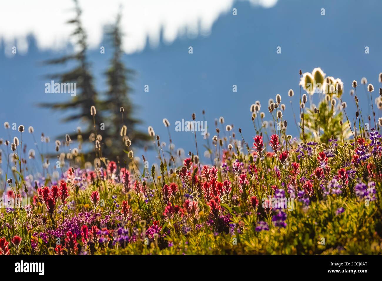 Subalpine wildflower meadow along the Pacific Crest Trail in the Goat ...