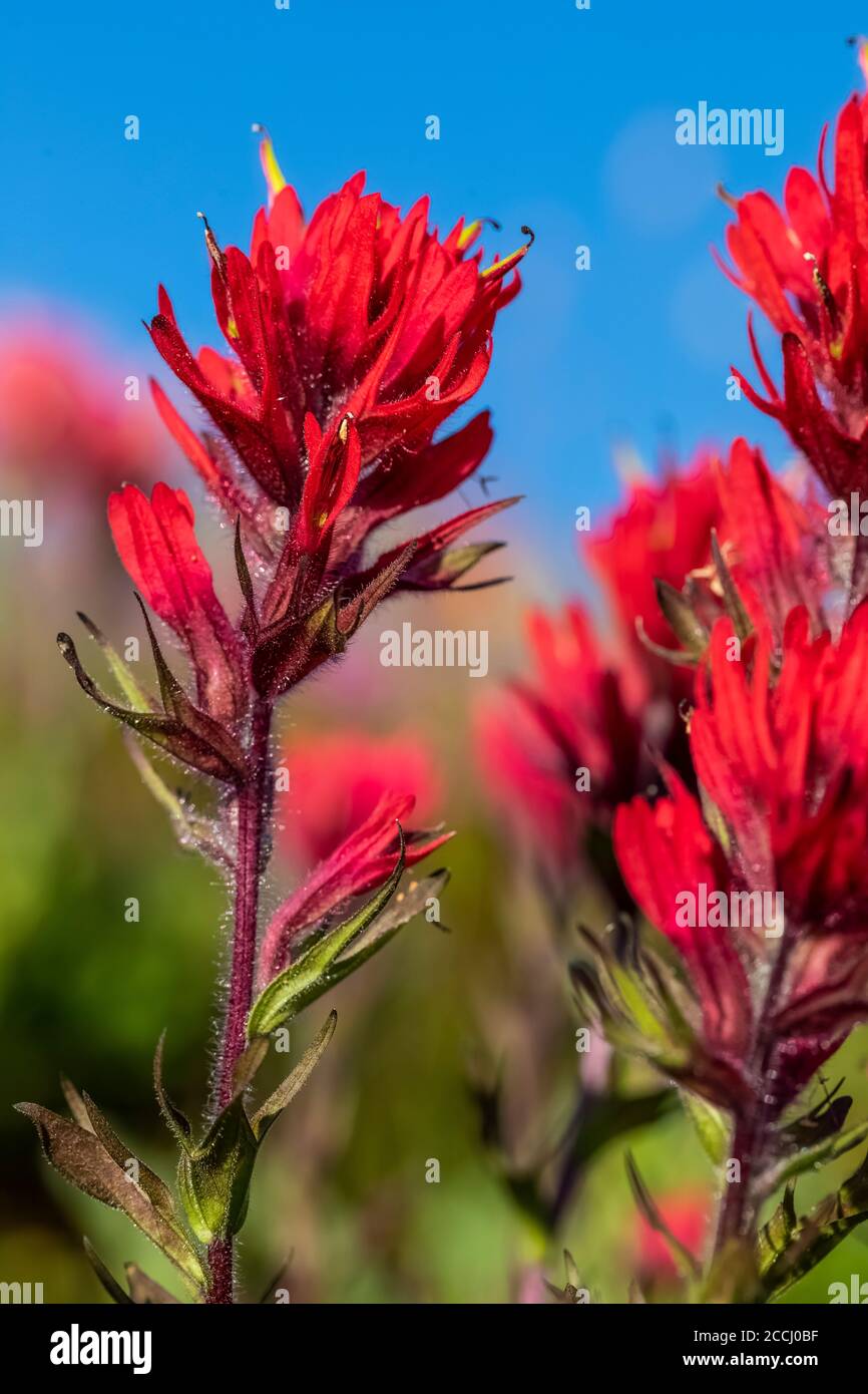 Indian Paintbrush, Castilleja miniata, flowering in a meadow along the ...