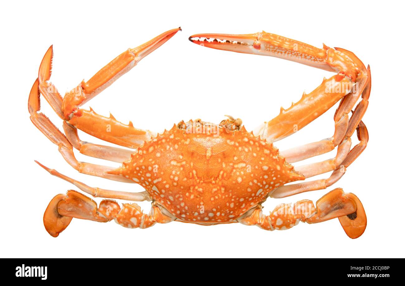 Streamed / boiled Blue swimming crab isolated on white background Stock ...