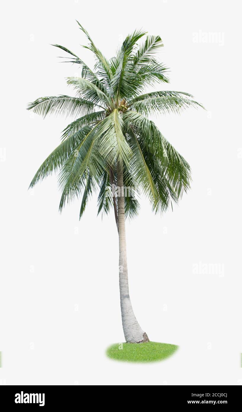 Coconut tree isolated on white background Stock Photo - Alamy