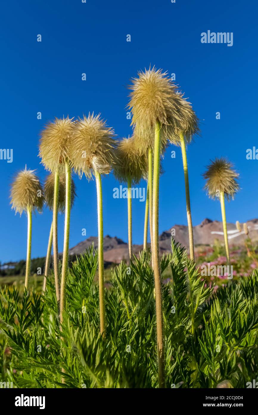 Towhead Baby, Anemone occidentalis, seed head along the Snowgrass Trail ...
