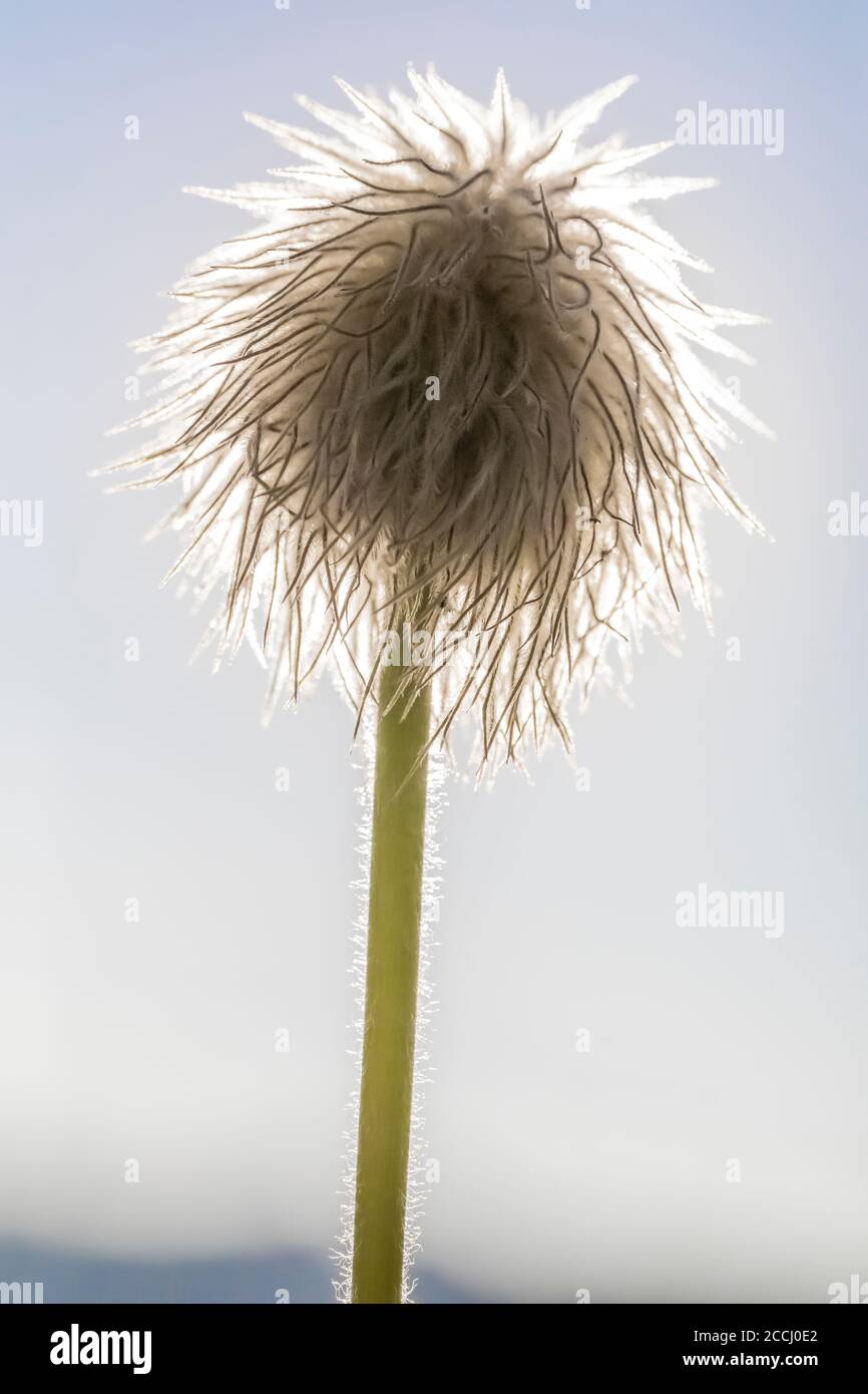 Towhead Baby, Anemone occidentalis, seed head along the Snowgrass Trail ...