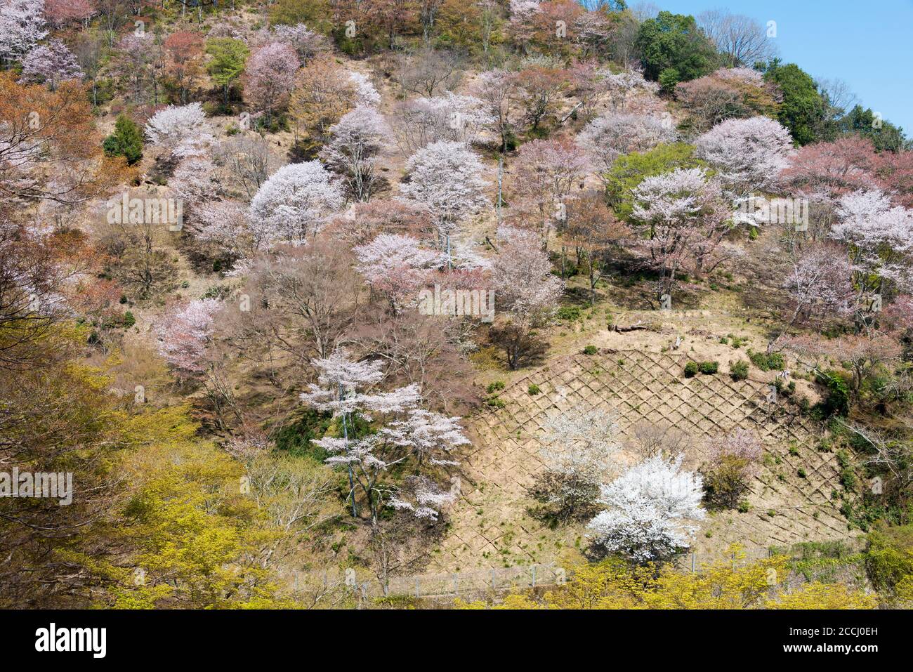 Nara, Japan - Cherry blossoms at Shimosenbon area in Mount Yoshino ...