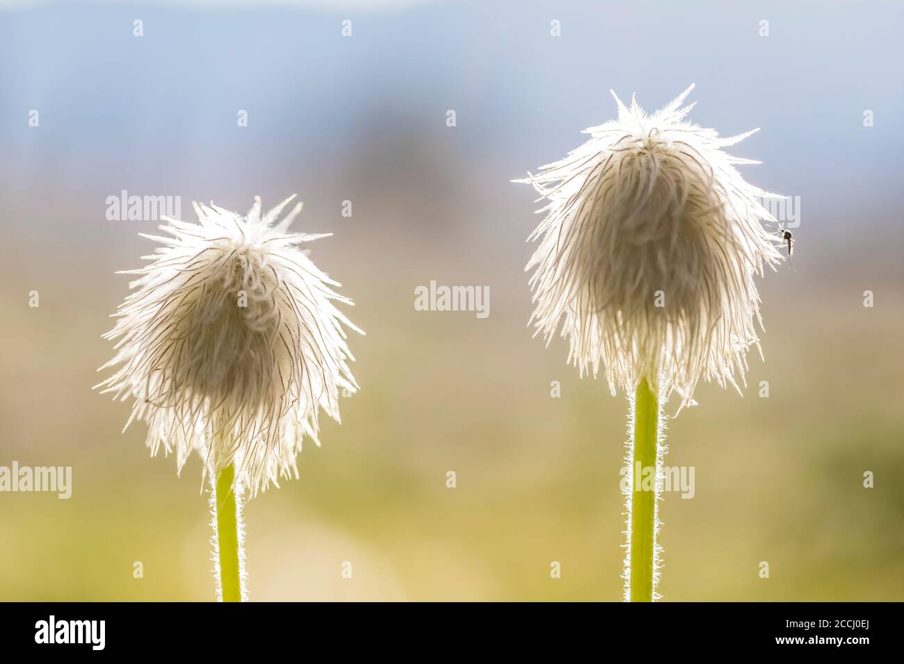 Towhead Baby, Anemone occidentalis, seed head along the Snowgrass Trail ...