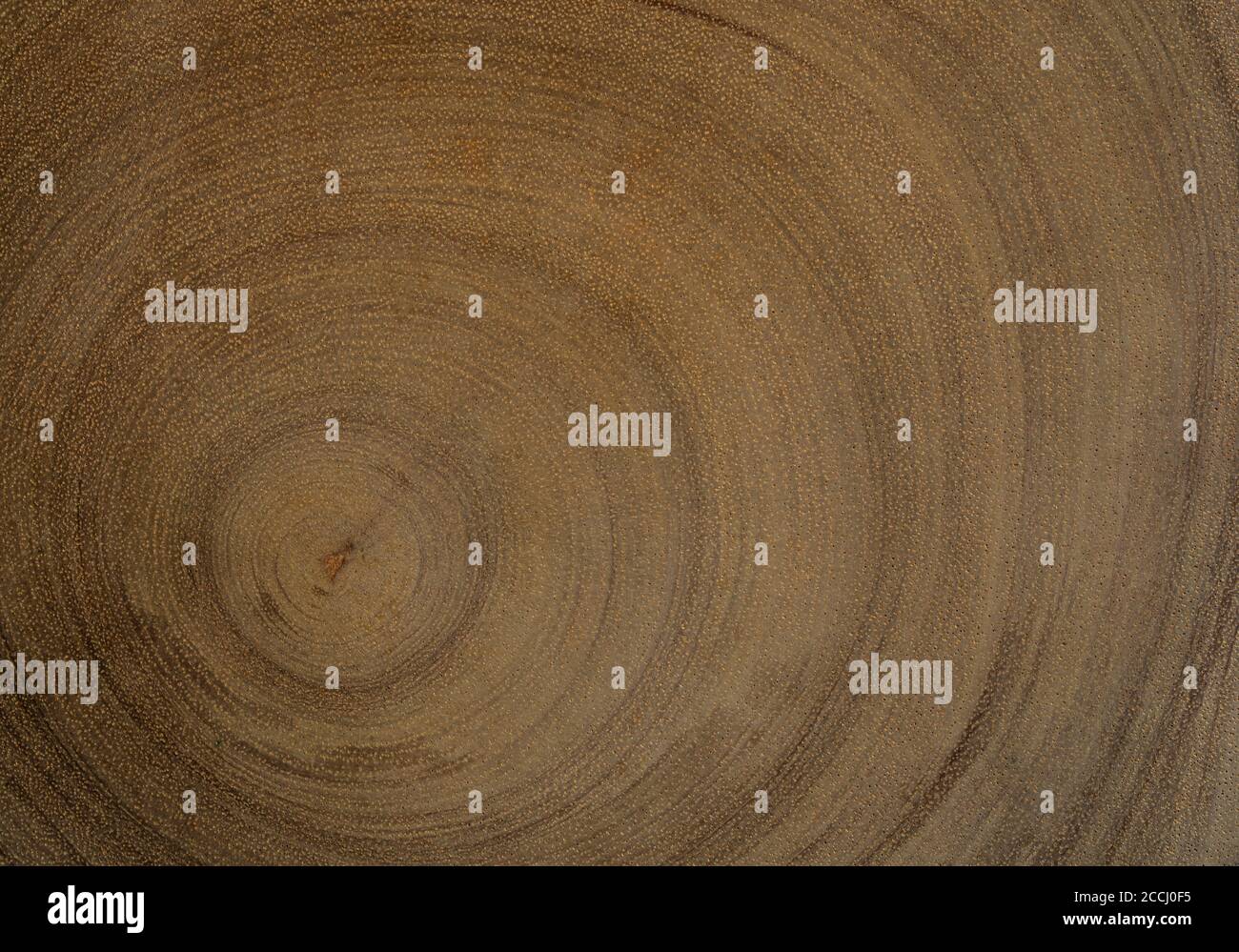 Wood texture or surface of cut tree trunk Stock Photo - Alamy