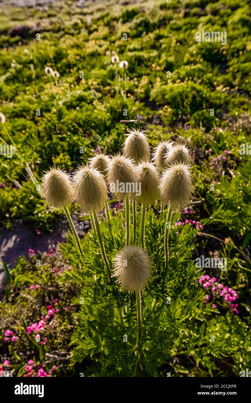 Towhead Baby, Anemone occidentalis, seed head along the Snowgrass Trail ...
