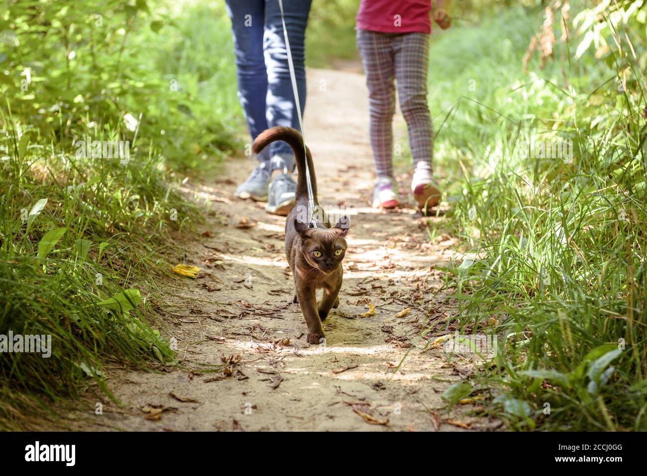 Burma cat with leash walking outside, collared pet wandering outdoor ...