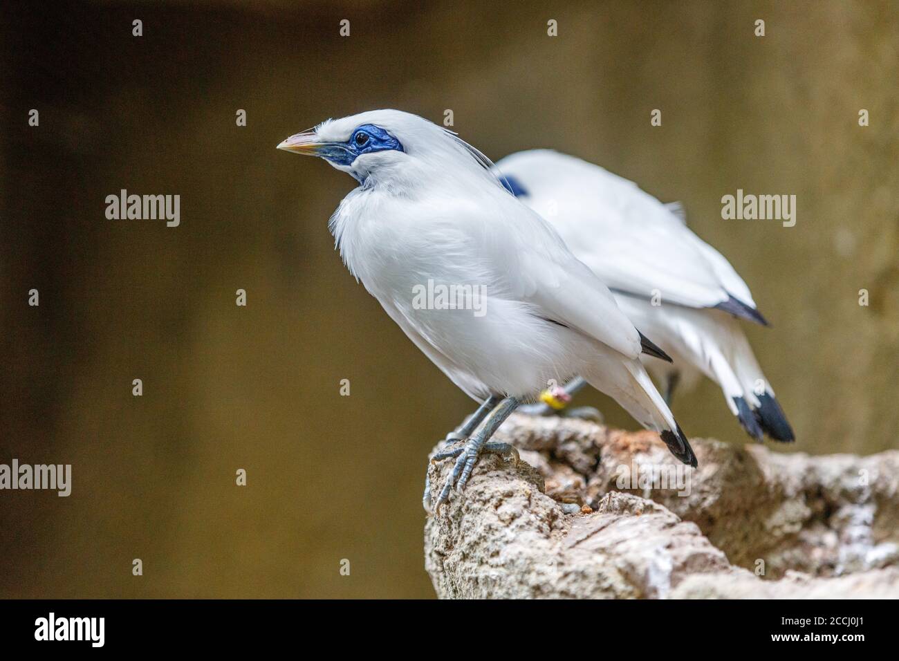 Leucopsar rothschild, Bali myna or Bali starling, critically endangered ...