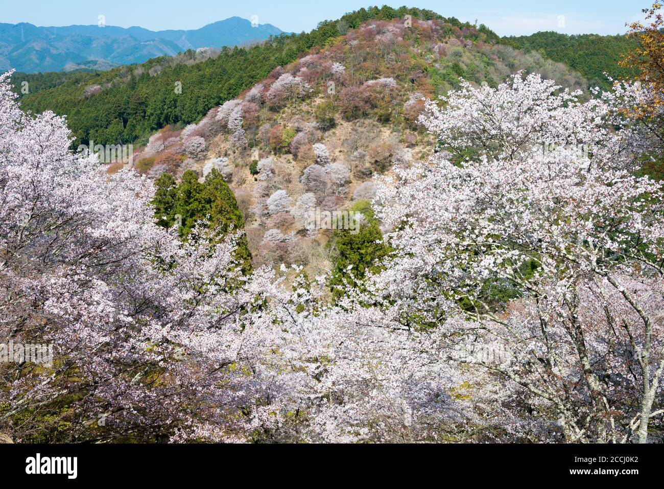 Nara, Japan - Cherry blossoms at Shimosenbon area in Mount Yoshino ...