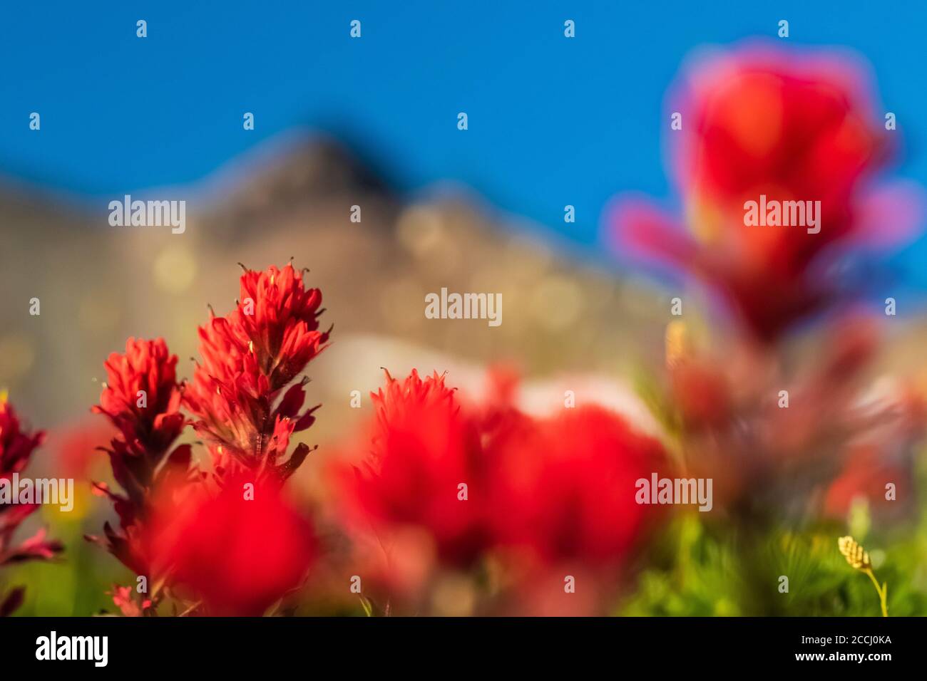 Indian Paintbrush, Castilleja miniata, flowering in a meadow along the ...