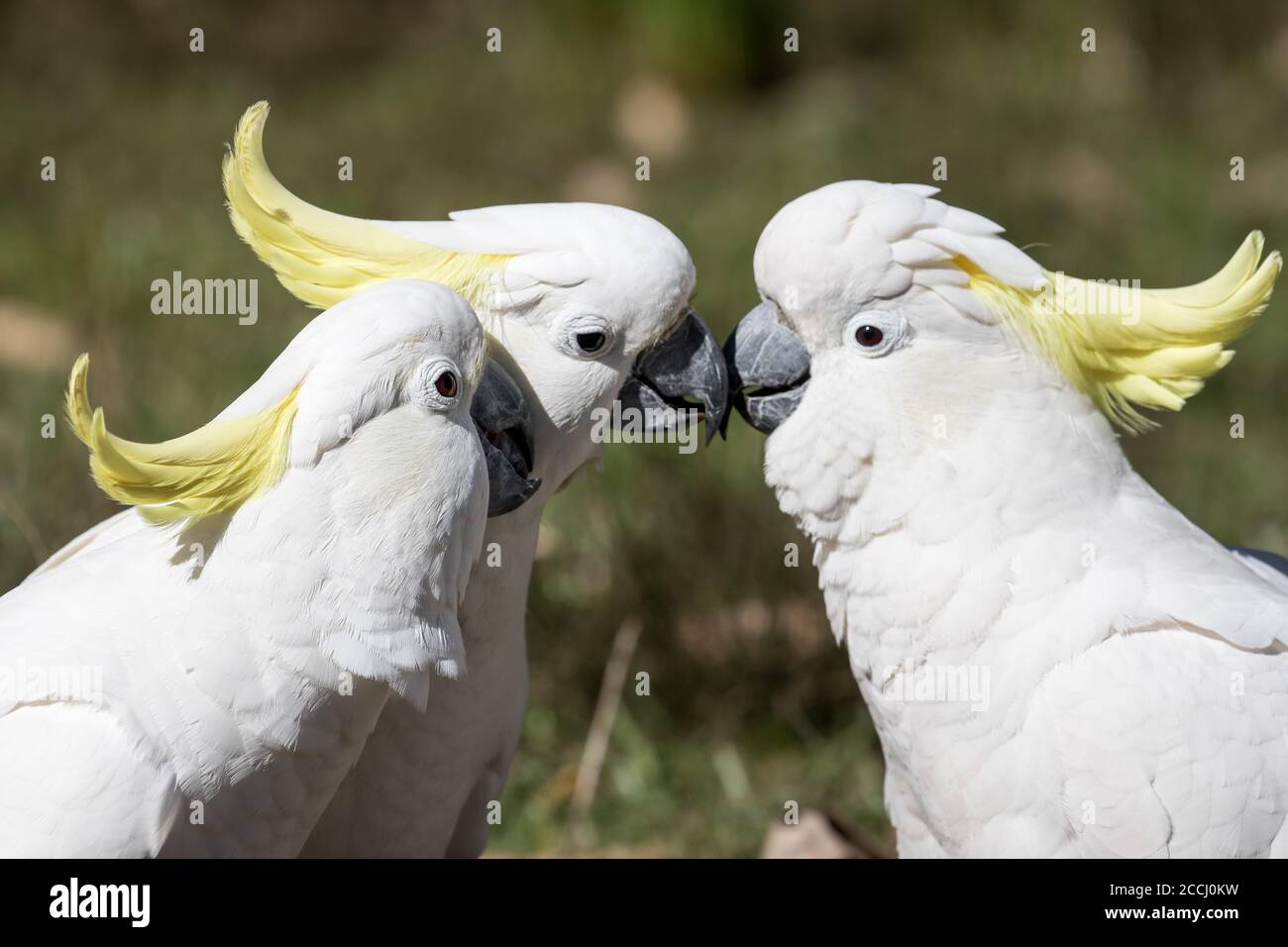 Sulphur-crested Cockatoo's standing beside each other Stock Photo - Alamy