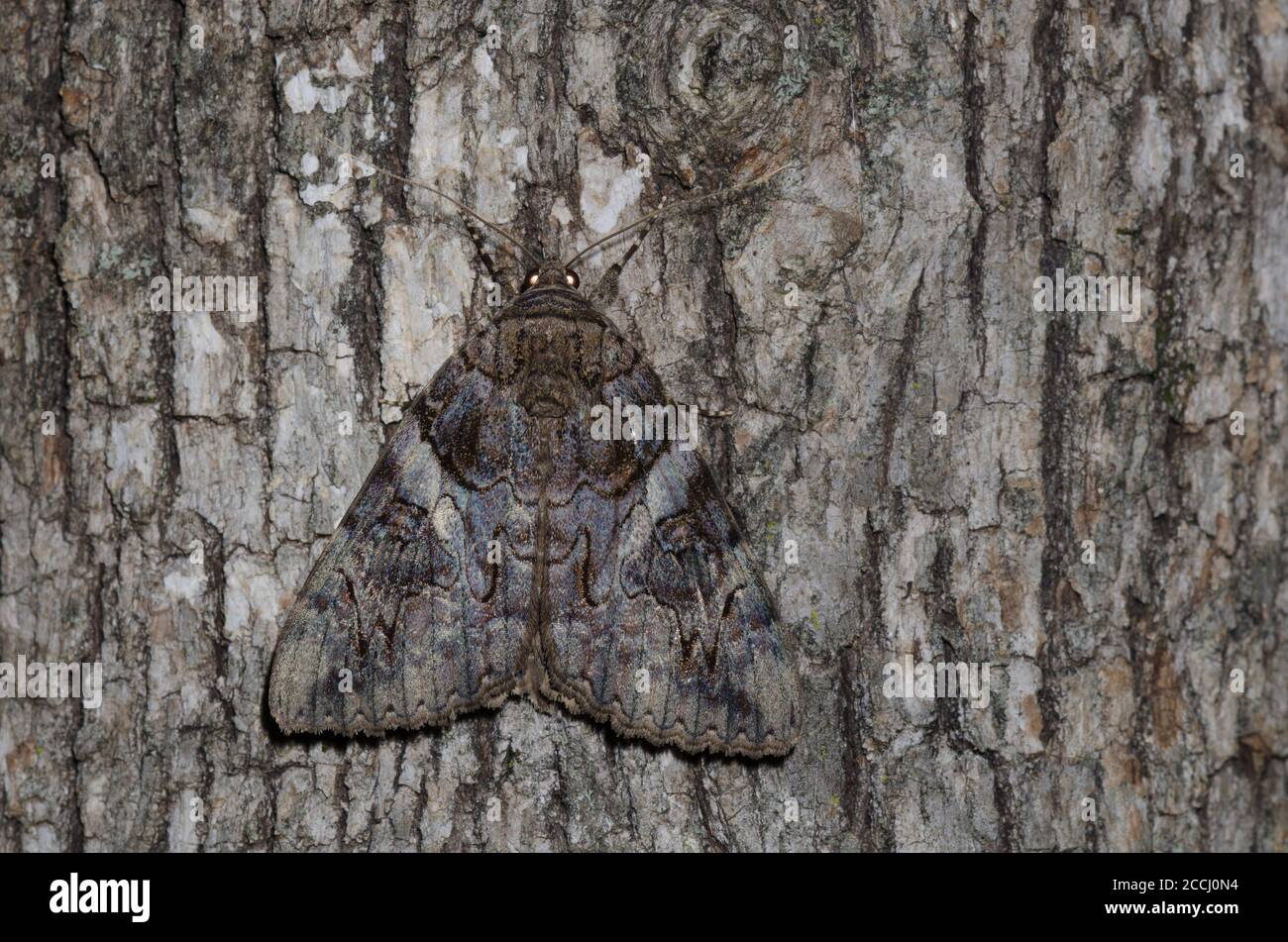 The Penitent, Catocala piatrix Stock Photo - Alamy