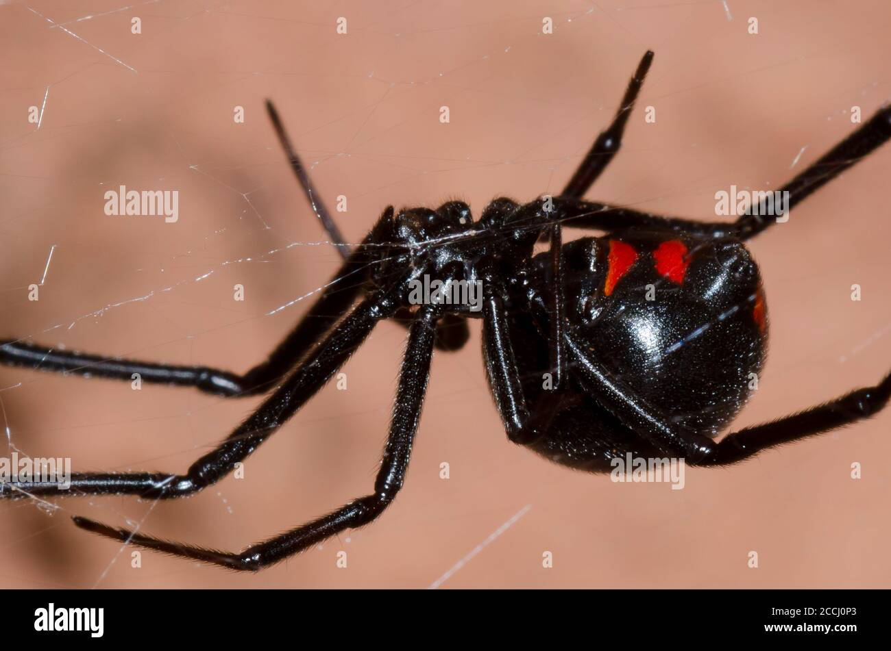 Northern Black Widow, Latrodectus variolus Stock Photo - Alamy