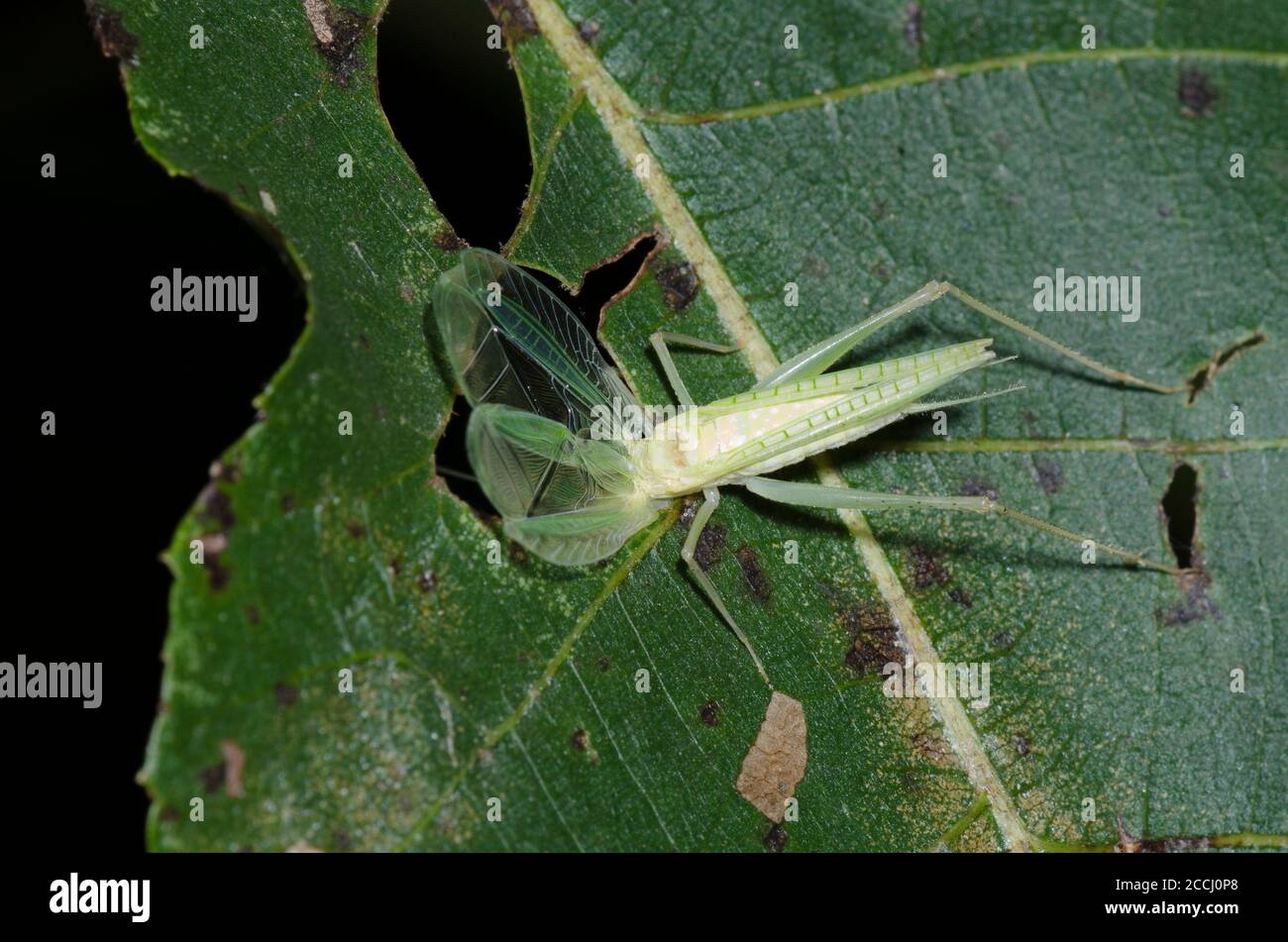 Narrow-winged Tree Cricket, Oecanthus niveus, male singing using hole ...