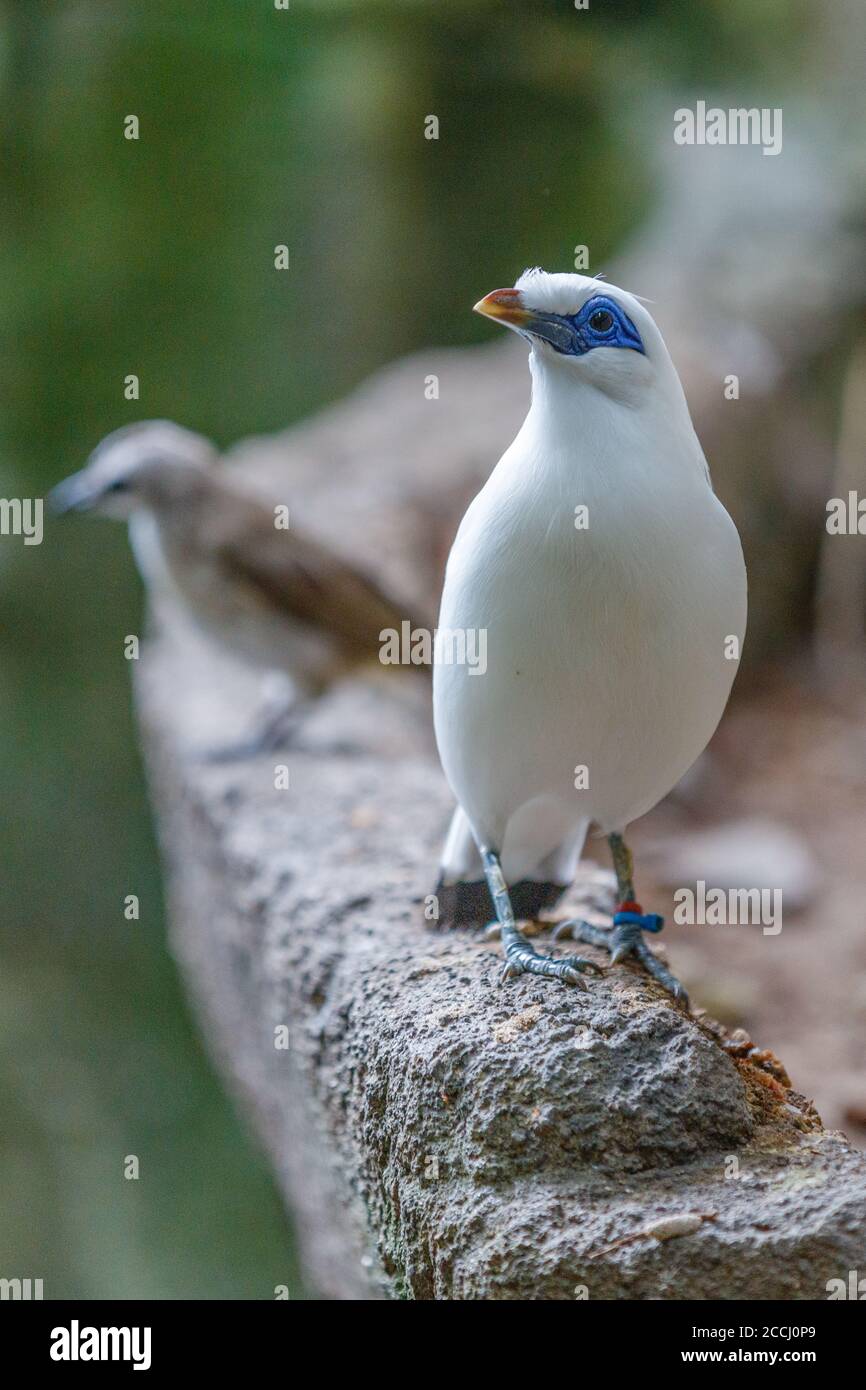 Leucopsar rothschild, Bali myna or Bali starling, critically endangered ...
