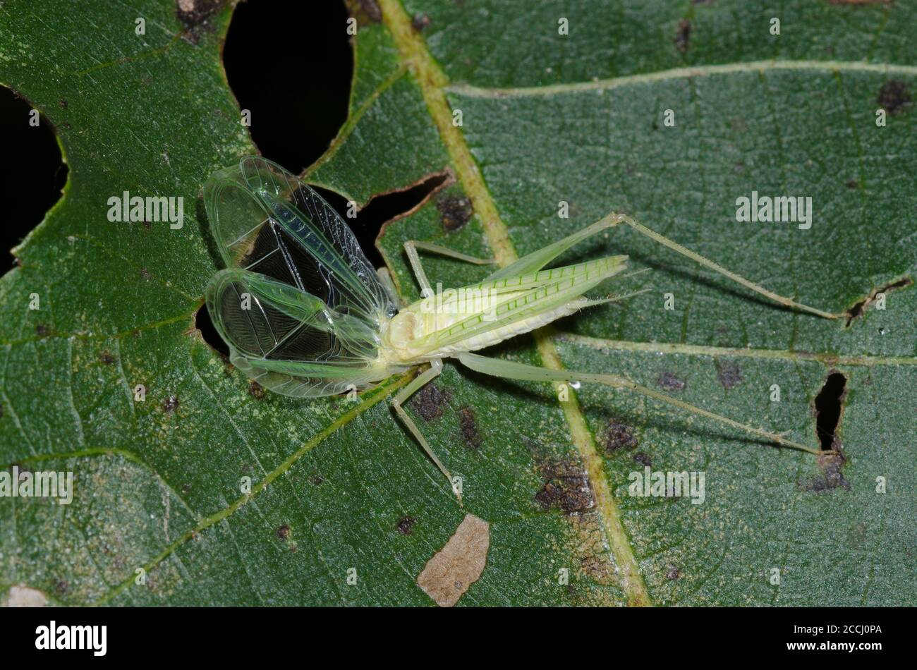 Narrow-winged Tree Cricket, Oecanthus niveus, male singing using hole ...