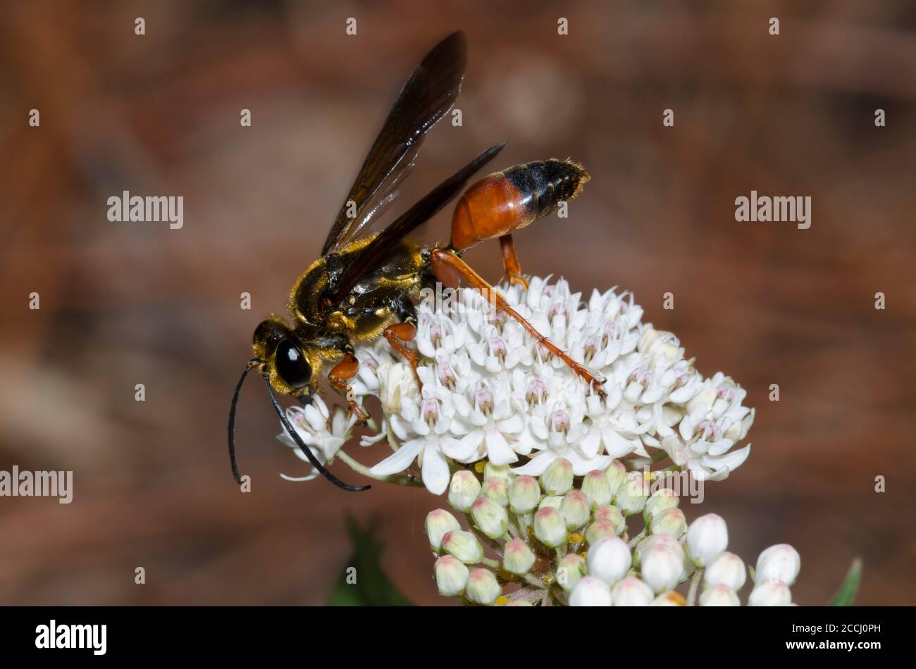 Great Golden Digger Wasp, Sphex ichneumoneus, foraging on Aquatic ...