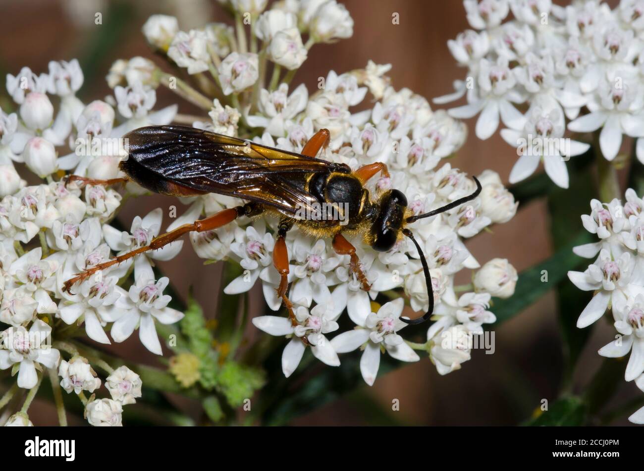 Great Golden Digger Wasp, Sphex ichneumoneus, foraging on Aquatic ...