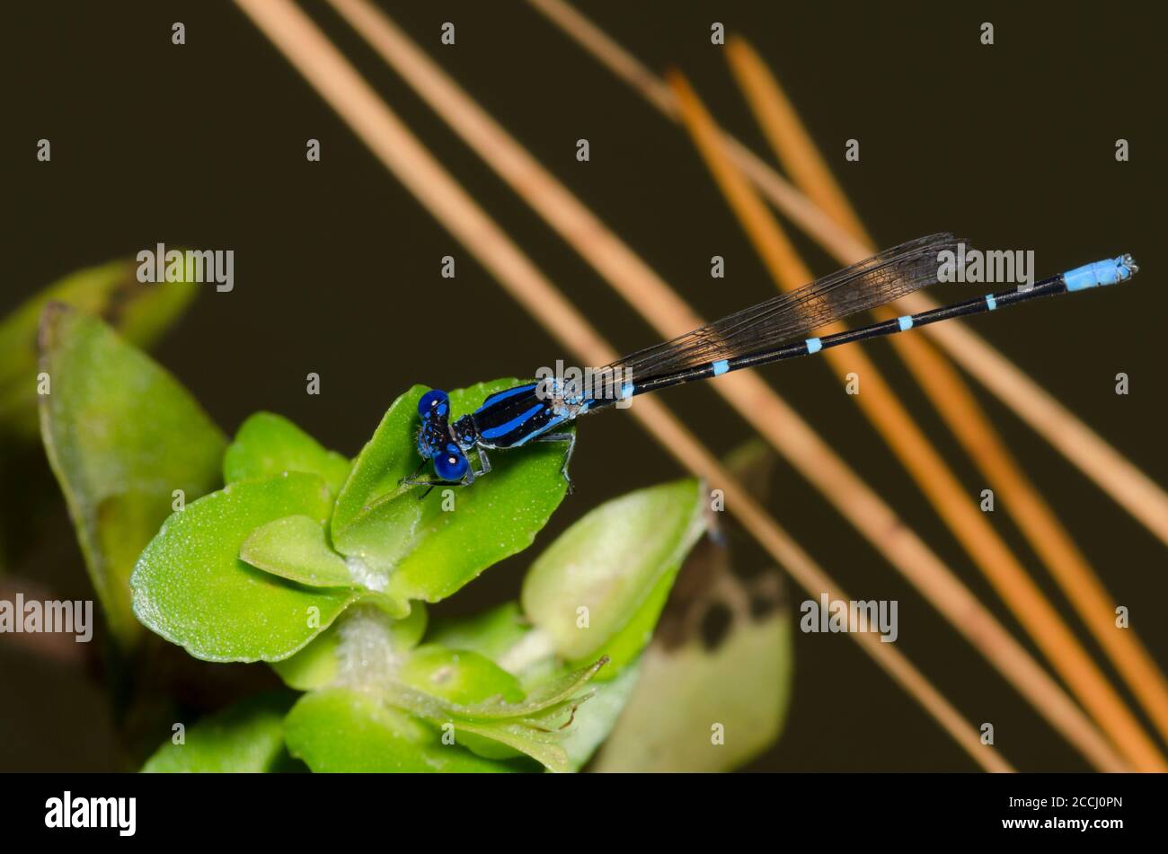 Blue-ringed Dancer, Argia sedula Stock Photo - Alamy