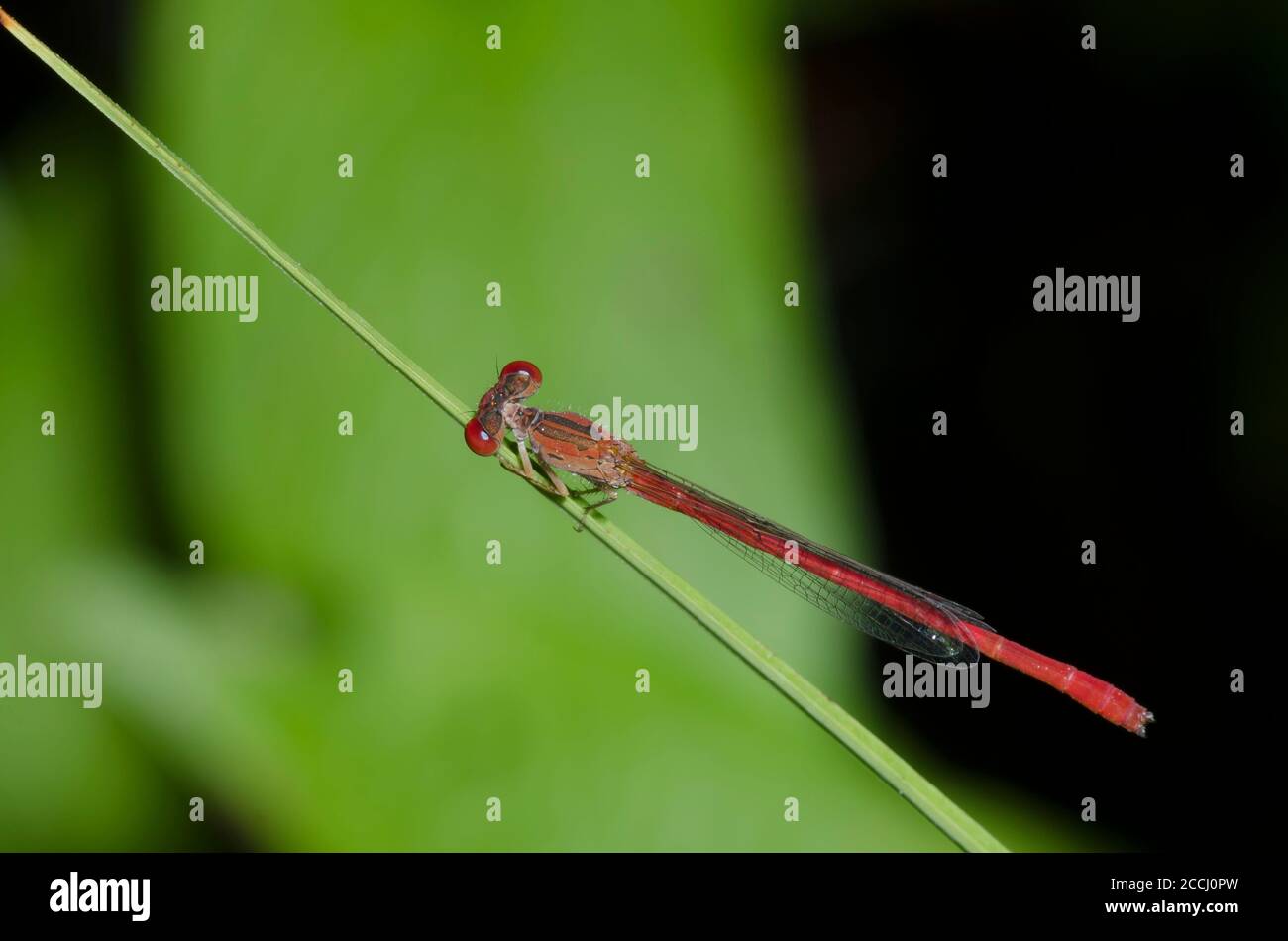 Firetail hi-res stock photography and images - Alamy