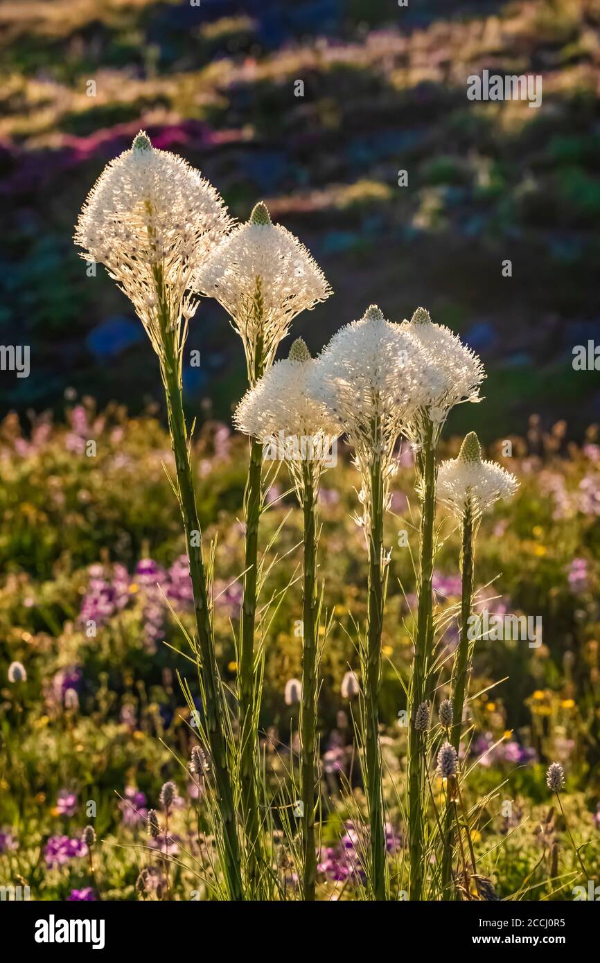 Beargrass, Xerophyllum tenax, flowering in a subalpine meadow along the ...