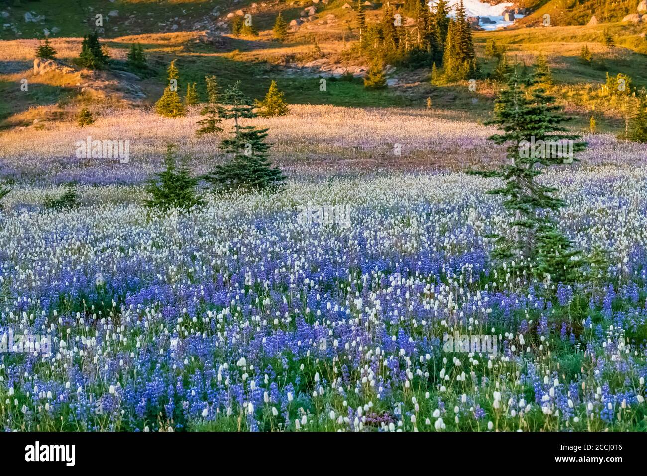 Lupine flower goat hi-res stock photography and images - Alamy