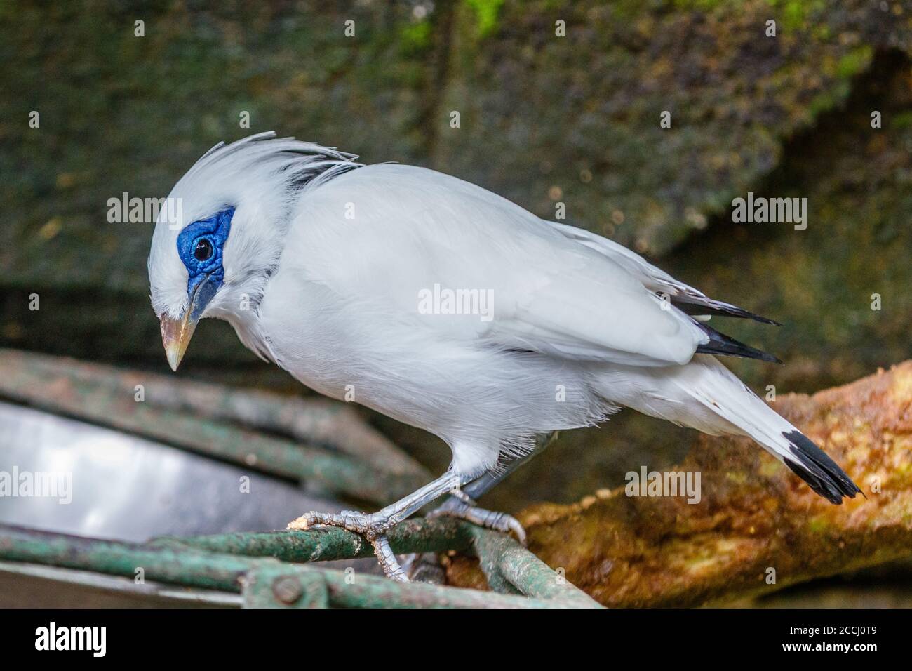 Leucopsar rothschild, Bali myna or Bali starling, critically endangered ...