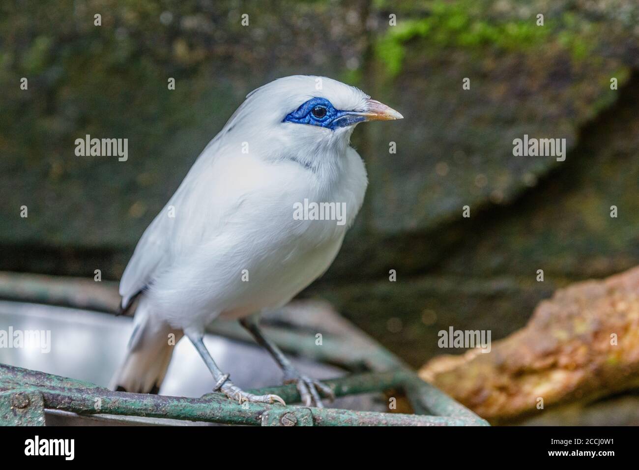 Leucopsar rothschild, Bali myna or Bali starling, critically endangered ...
