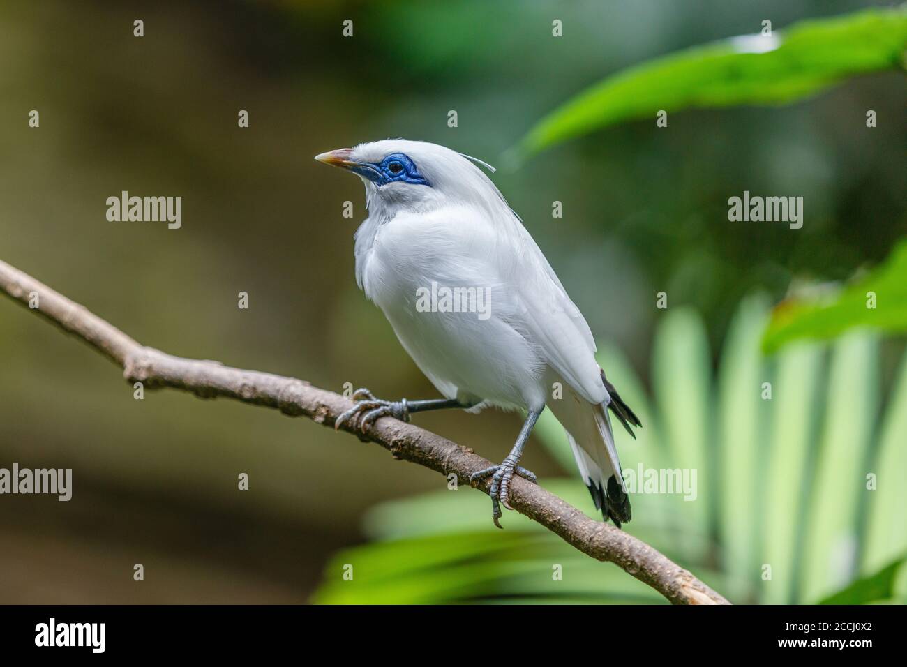 Leucopsar rothschild, Bali myna or Bali starling, critically endangered ...