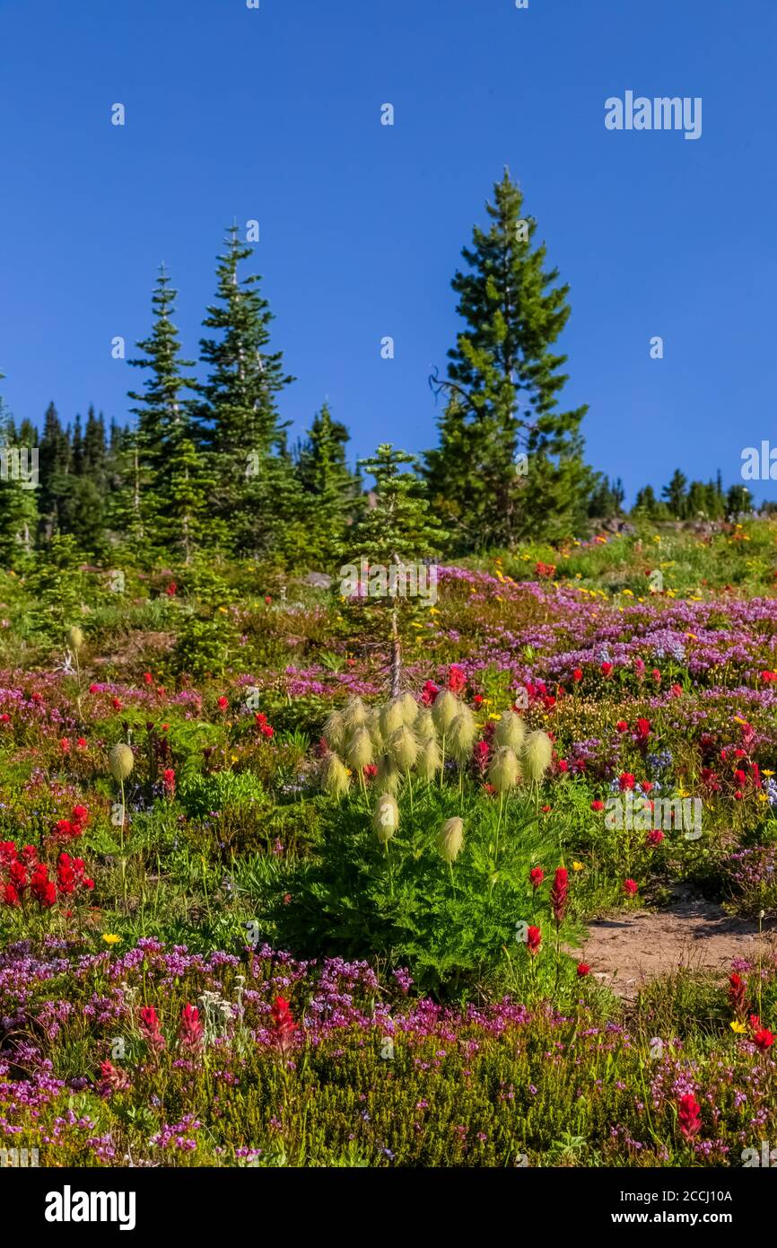 Scarlet Paintbrush, Castilleja miniata, and Towhead Baby, Anemone ...