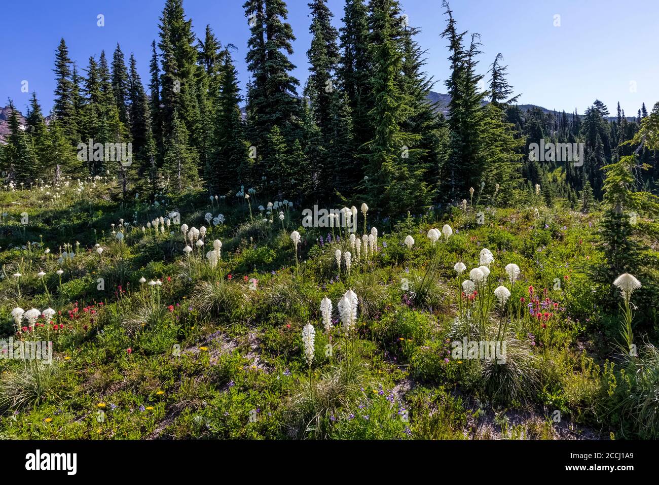 Beargrass, Xerophyllum tenax, flowering in a subalpine meadow along the ...