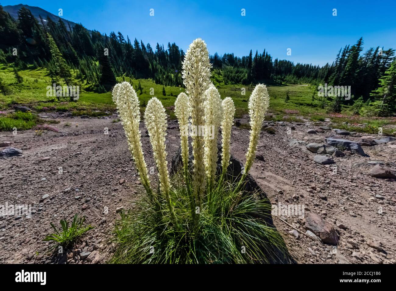 Beargrass, Xerophyllum tenax, flowering in a subalpine meadow along the ...